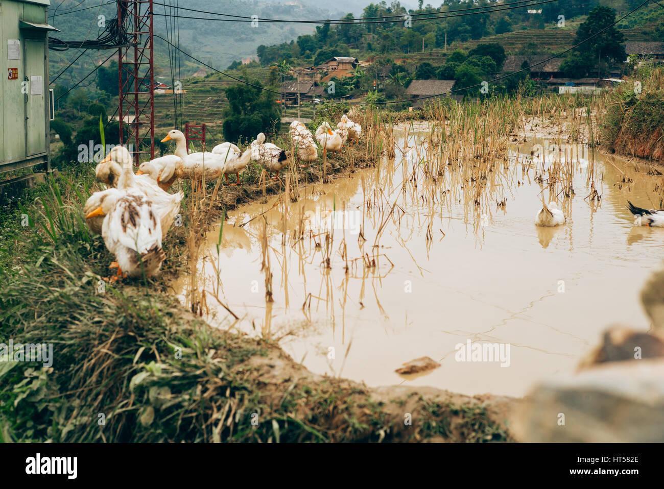 Wild geese in a little pond in Sapa, Vietnam Stock Photo - Alamy