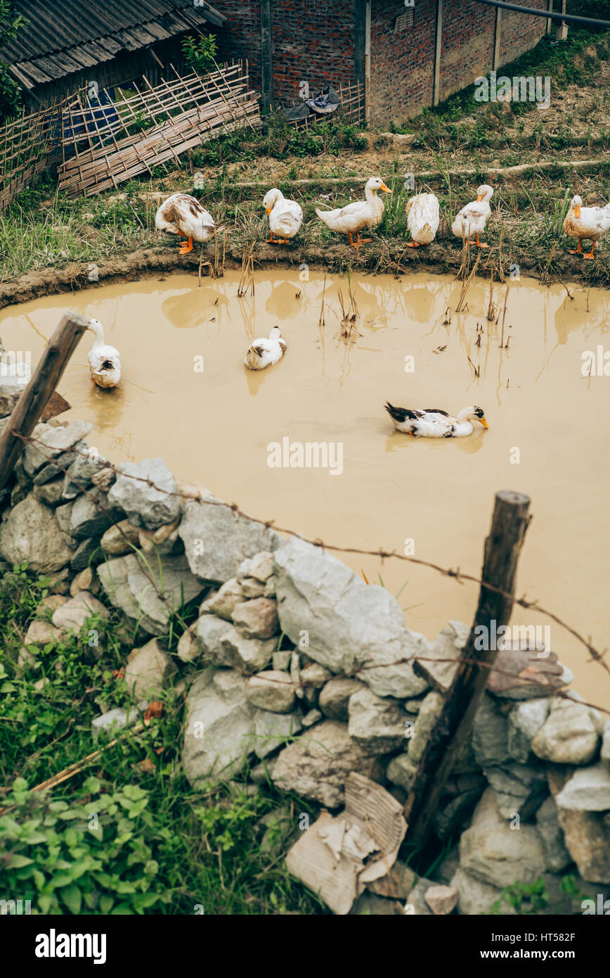 Wild geese in a little pond in Sapa, Vietnam Stock Photo - Alamy