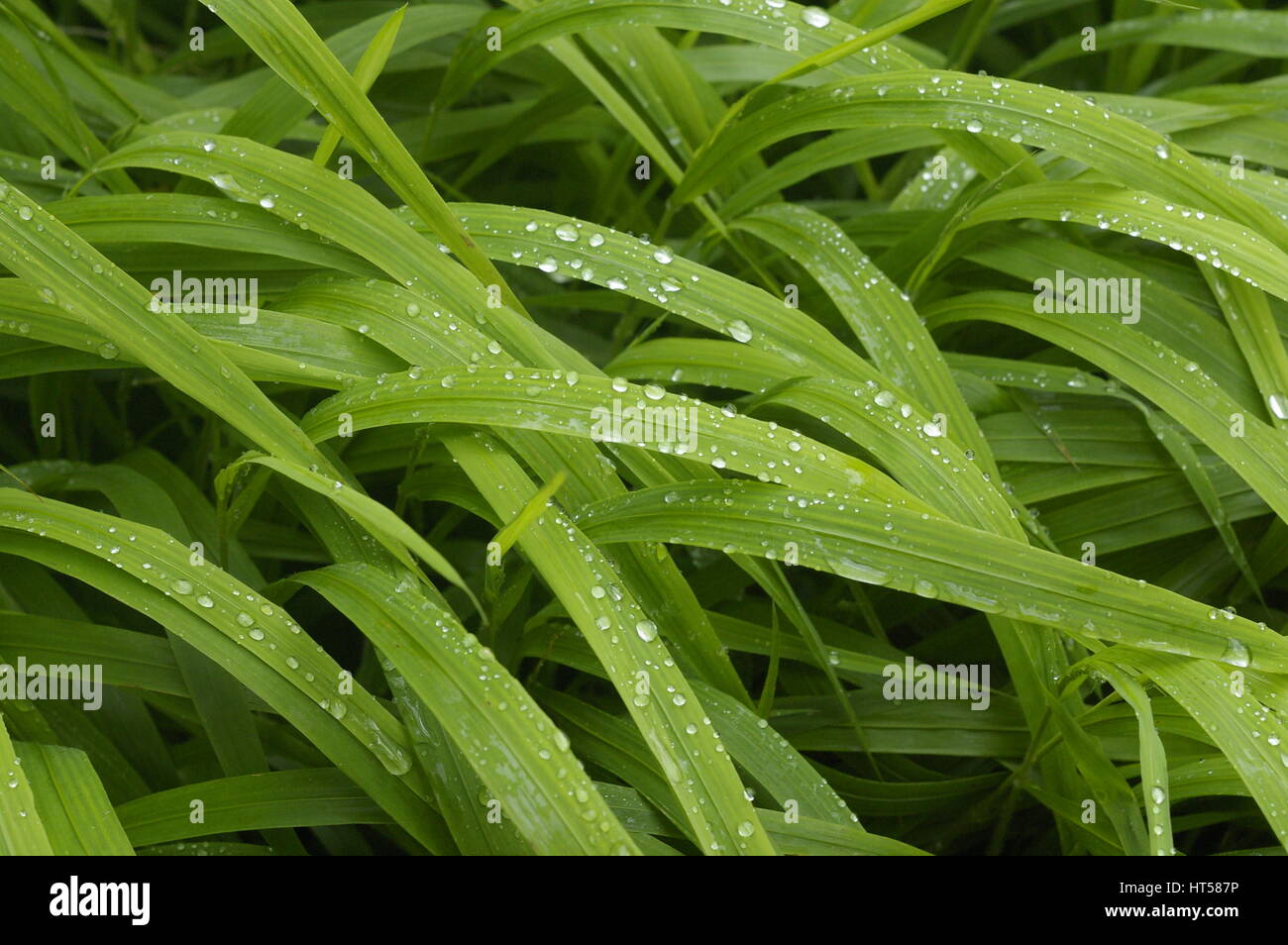 Dew In The Grass Stock Photo - Alamy