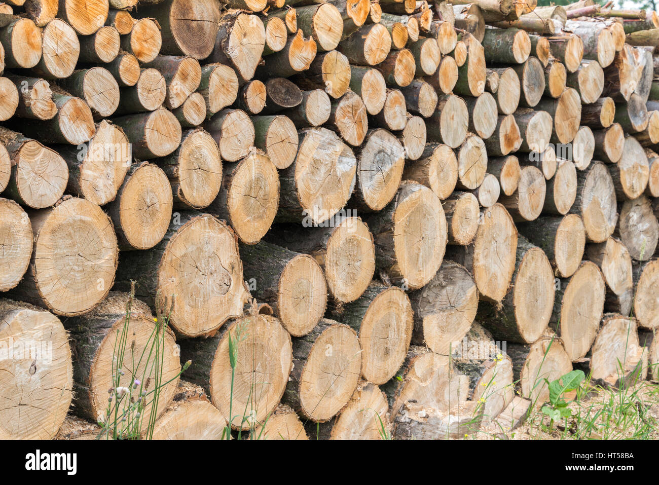 wooden trunks in the forest ready for firewood or transport to industry ...