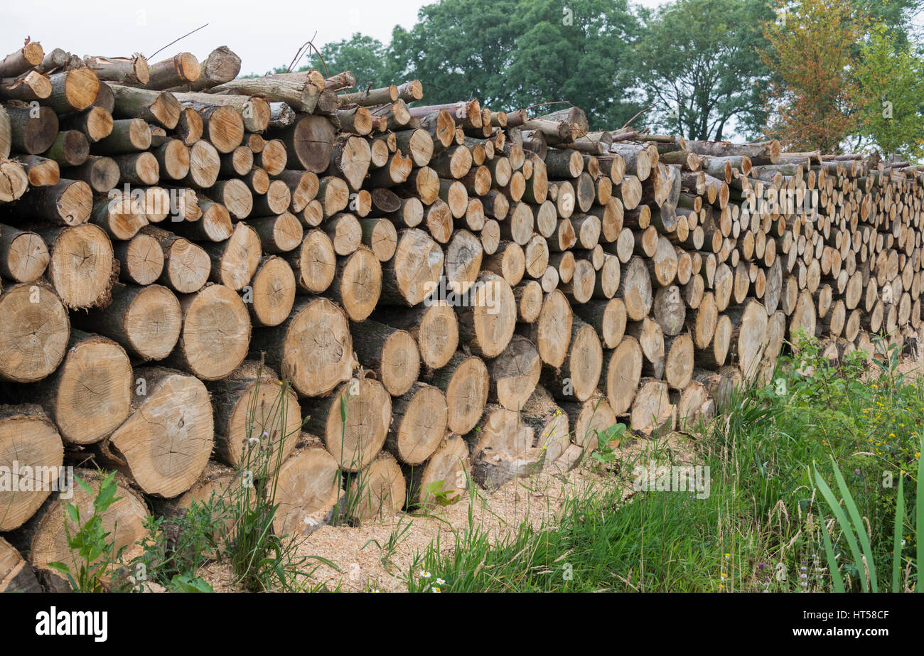 Wooden trunks hi-res stock photography and images - Alamy