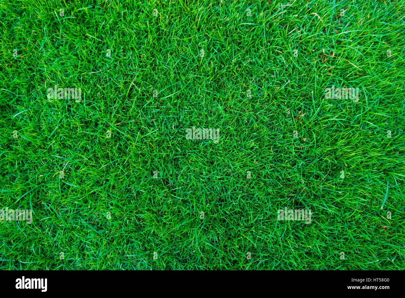 Beautiful green grass feel fresh texture, Nutural scene Stock Photo - Alamy