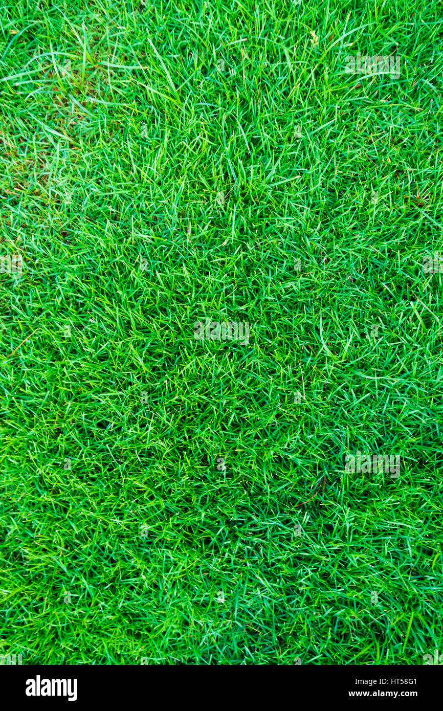 Beautiful green grass feel fresh texture, Nutural scene Stock Photo - Alamy