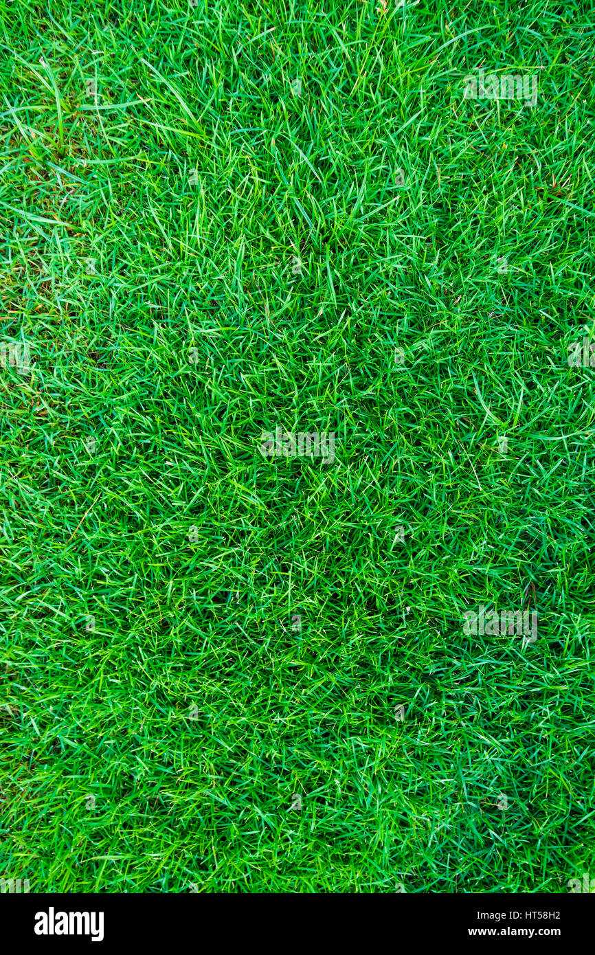 Green grass fresh natural background texture, Real grass Stock Photo ...