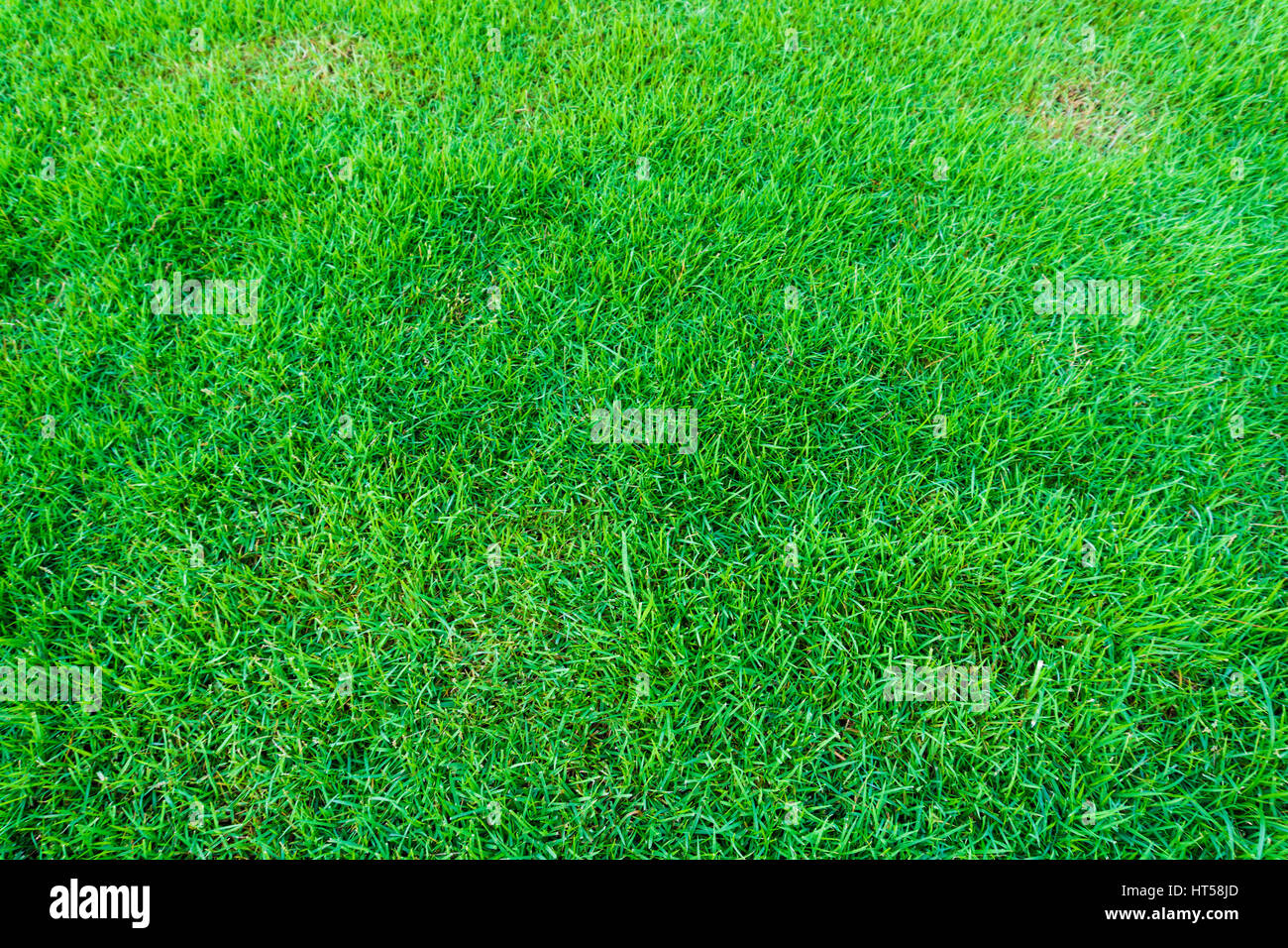 Beautiful green grass feel fresh texture, Nutural scene Stock Photo - Alamy