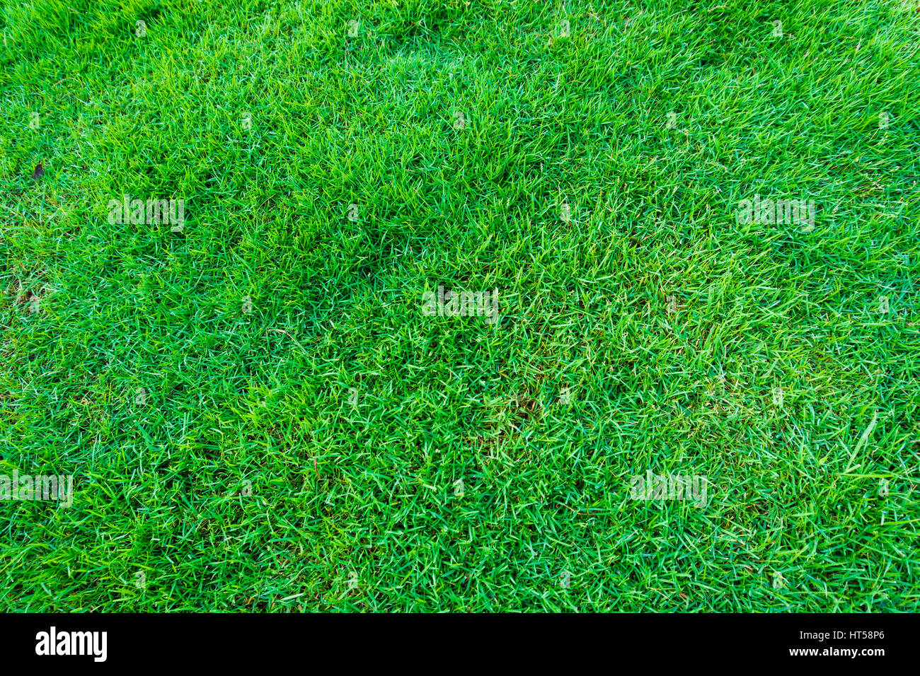 Green grass fresh natural background texture, Real grass Stock Photo ...