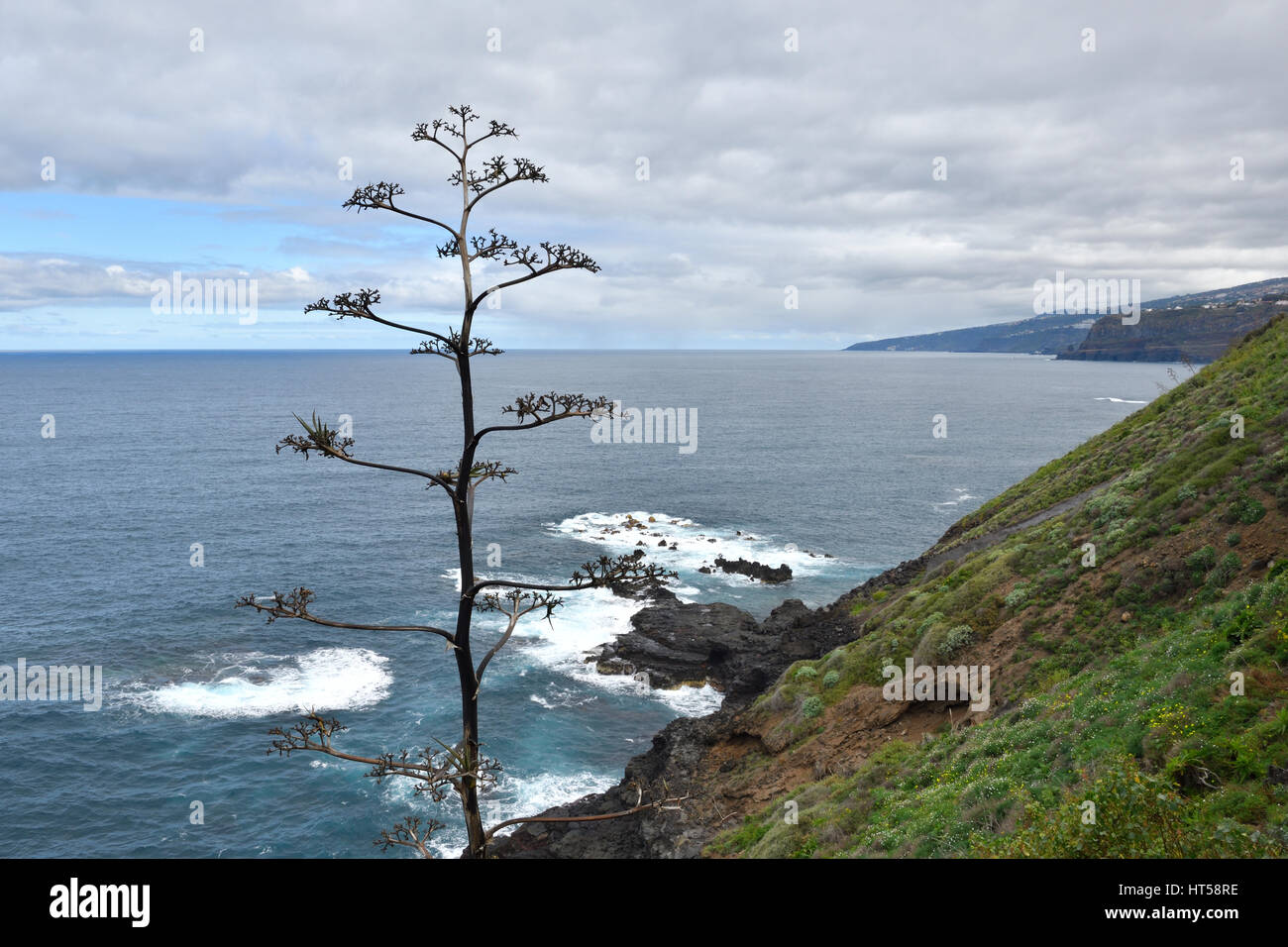 Dried Agave inflorescence (Agave americana) with coastline and sea in ...