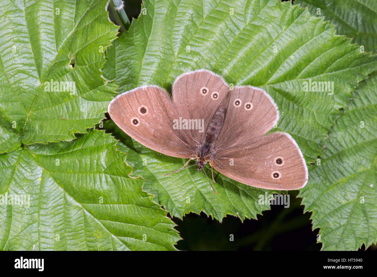 Ringlet Butterfly at rest on a leaf in North Norfolk Stock Photo - Alamy