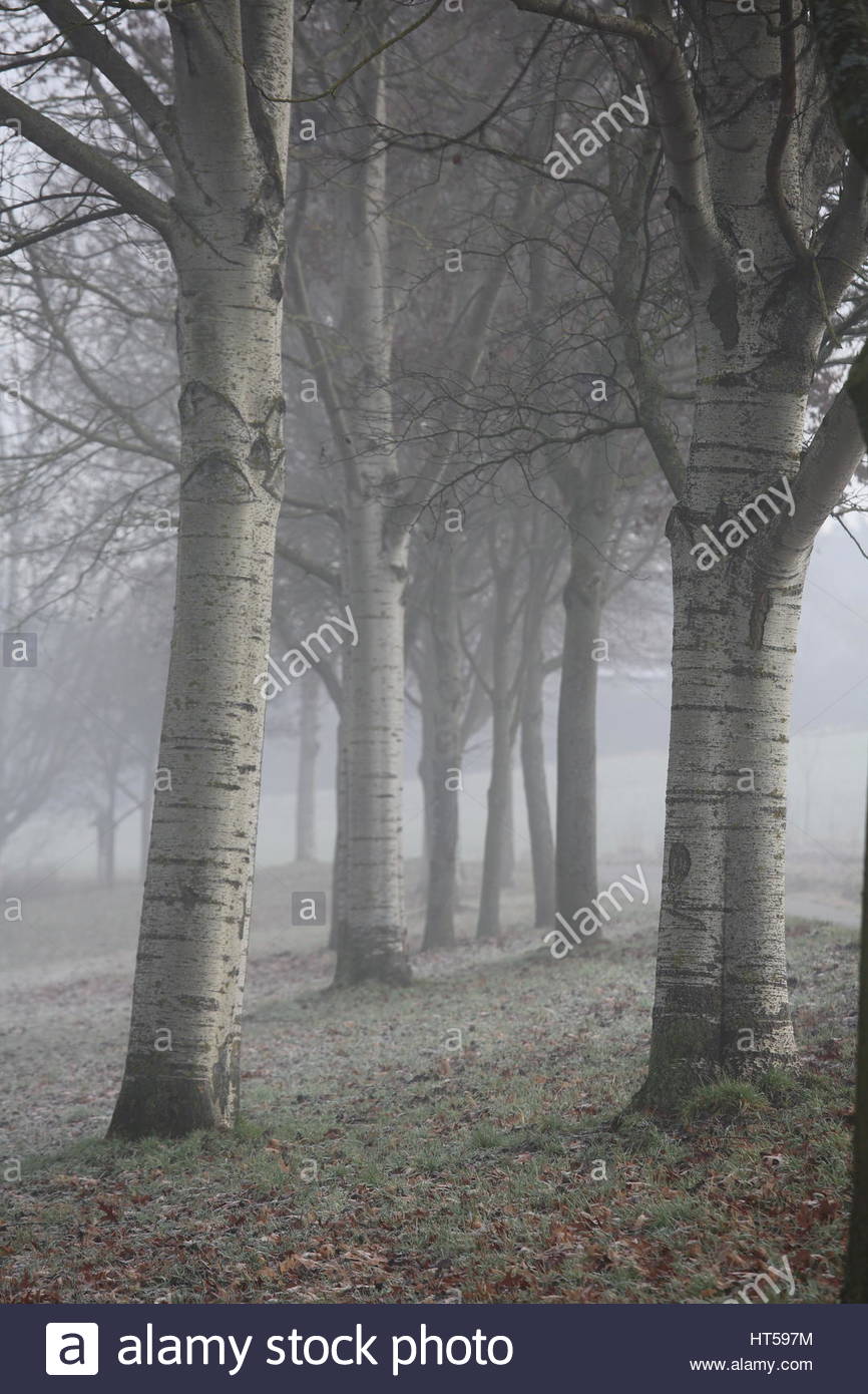 Lovely trees in mist hi-res stock photography and images - Alamy