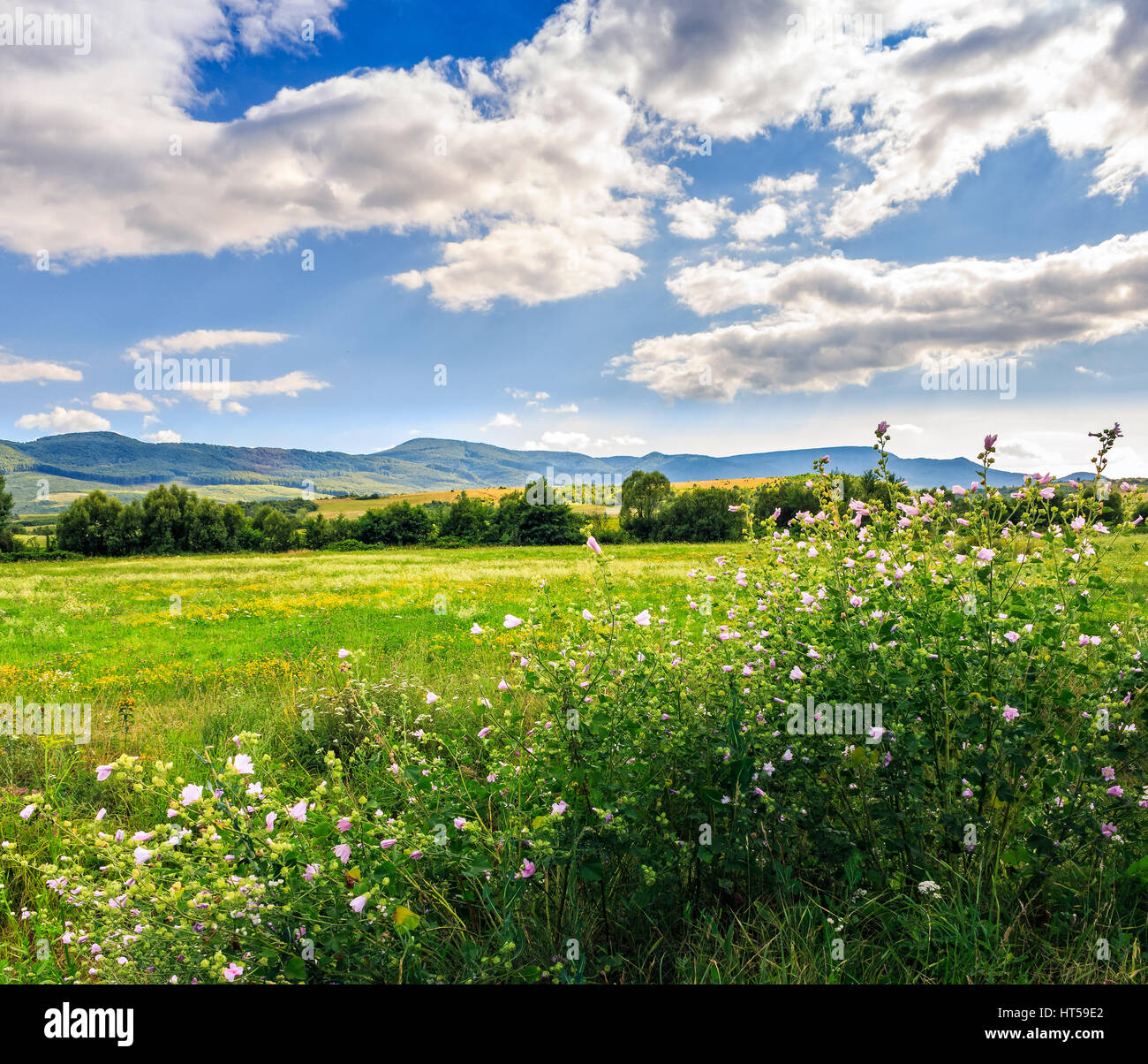 beautiful countryside landscape. wild flowers on rural field near the ...