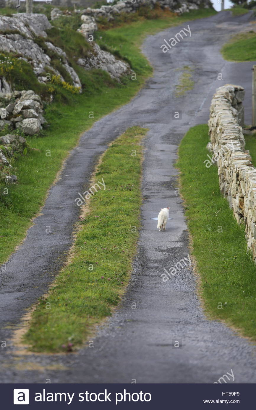 A white cat walks down an Irish country lane Stock Photo - Alamy