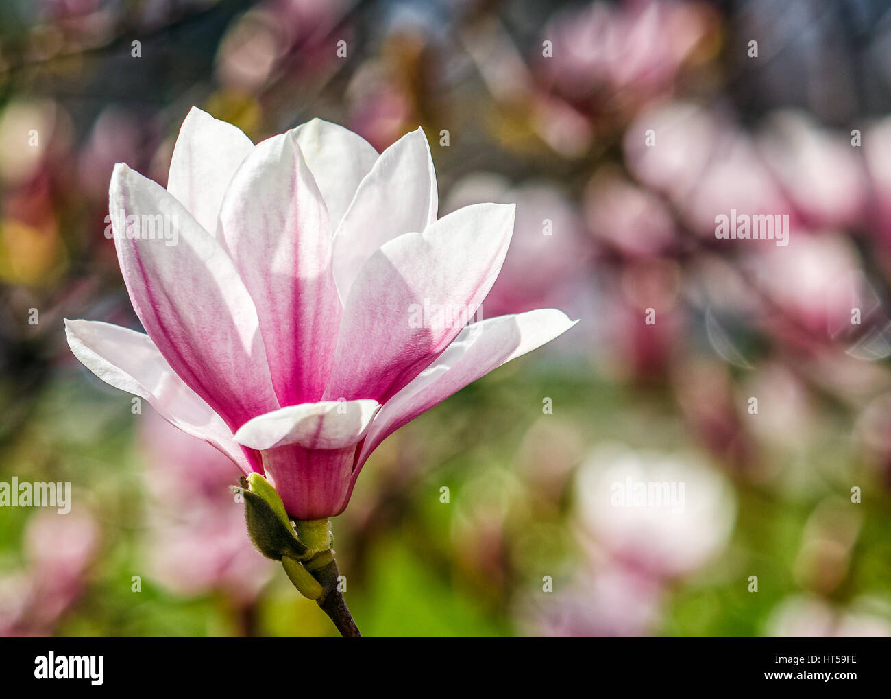 Beautiful springtime closeup background. Magnolia flower blossom in ...