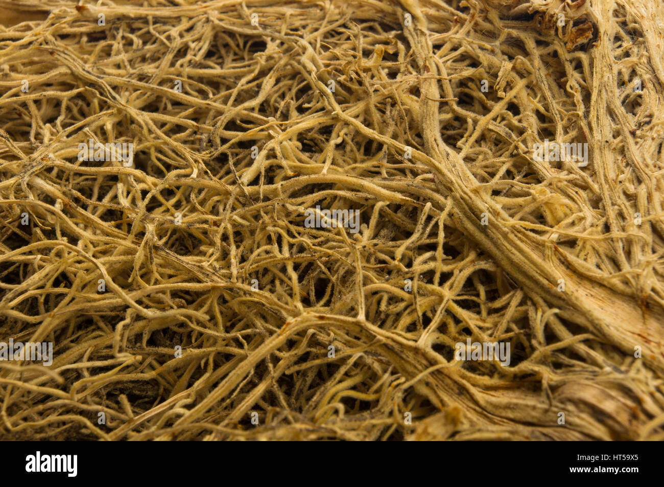 The thick interlacing of roots of plants, close up Stock Photo - Alamy