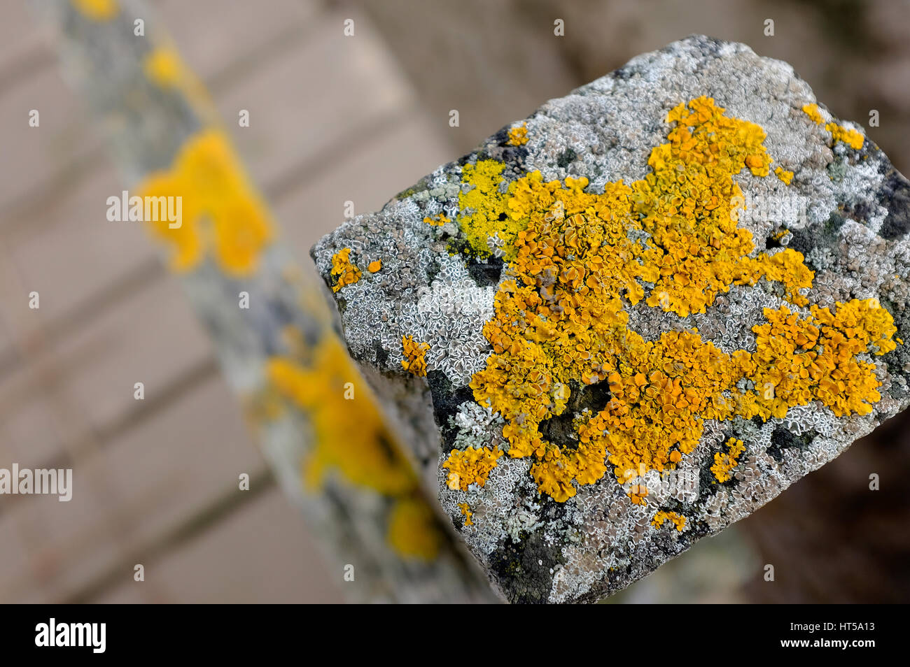 Orange Sea Lichen Caloplaca Marina High Resolution Stock Photography ...