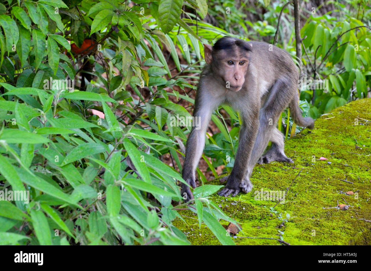 Monkey in the forest Stock Photo - Alamy