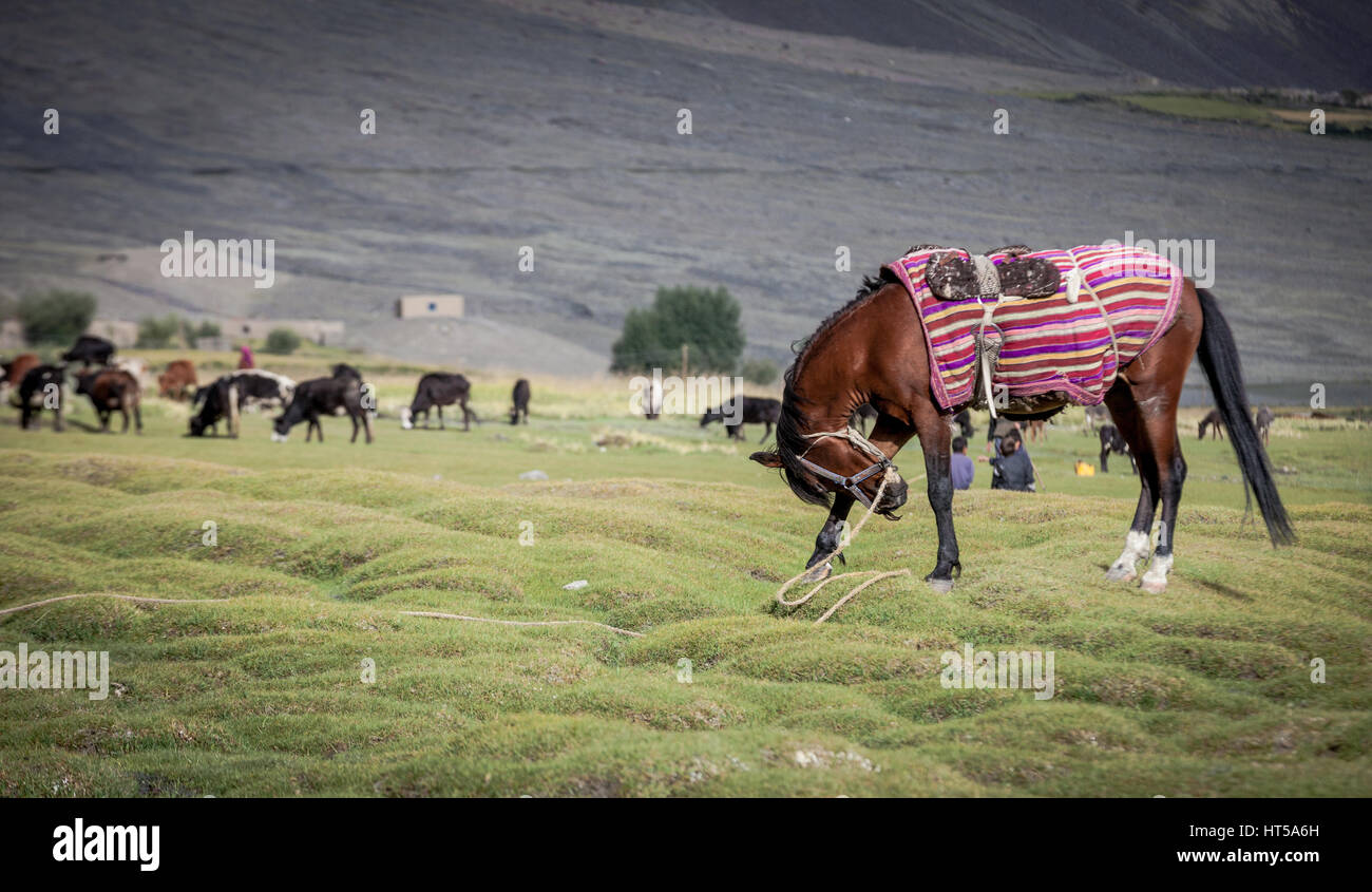 Afghanistan, Wakhan corridor, horses in valley, grazing green grass ...
