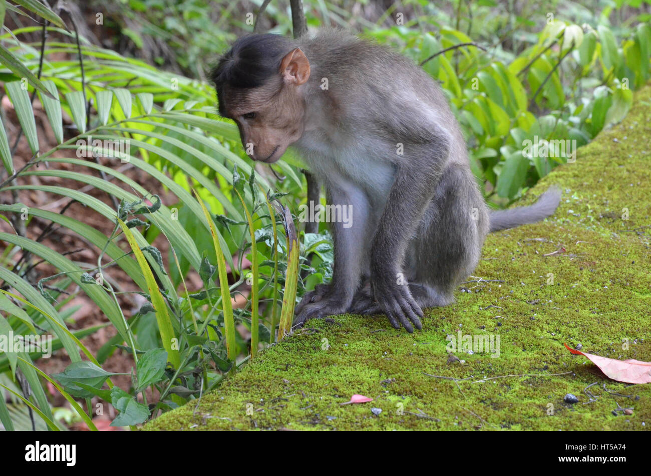 Monkey in the forest Stock Photo - Alamy