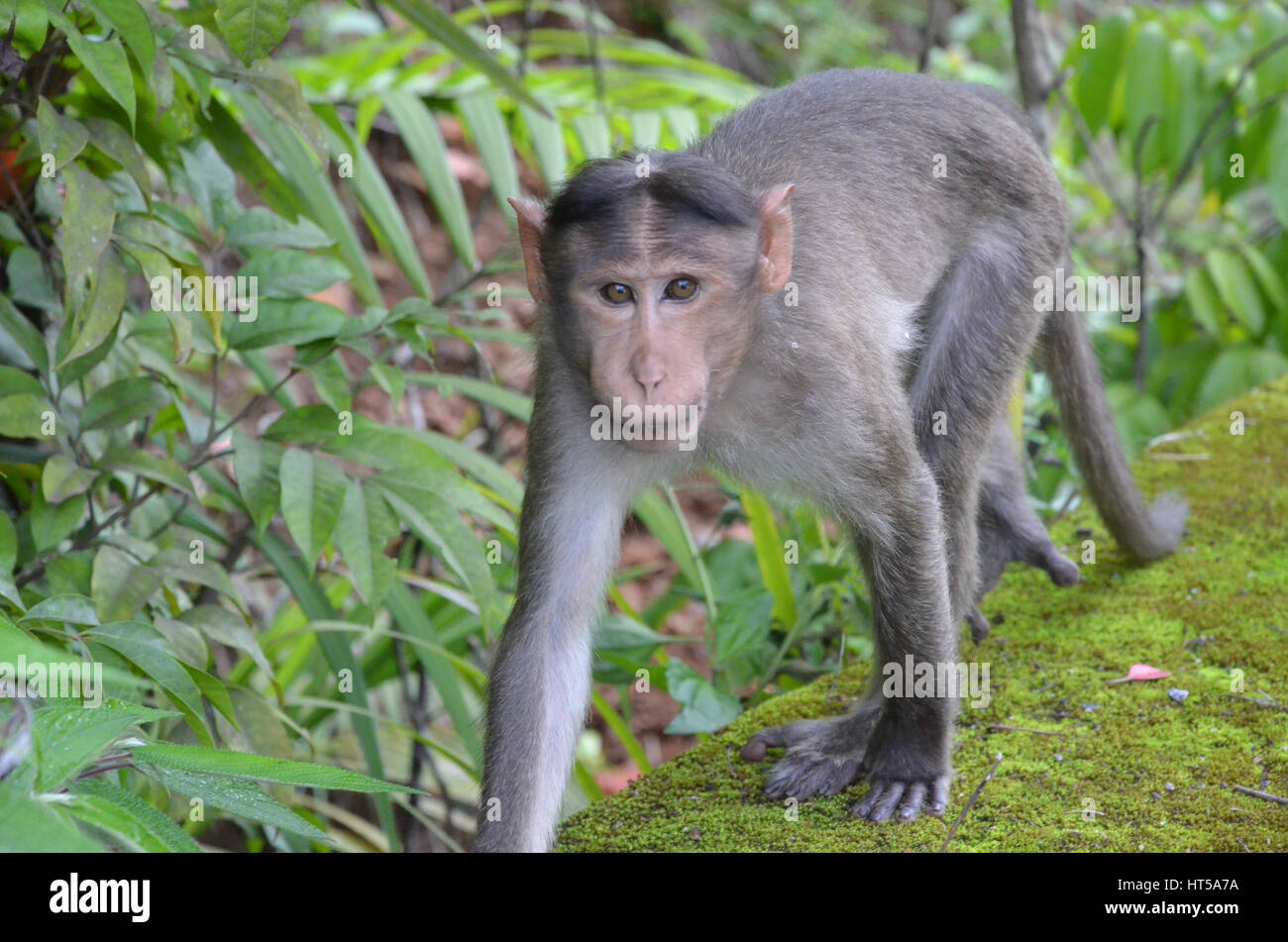 Monkey in the forest Stock Photo - Alamy