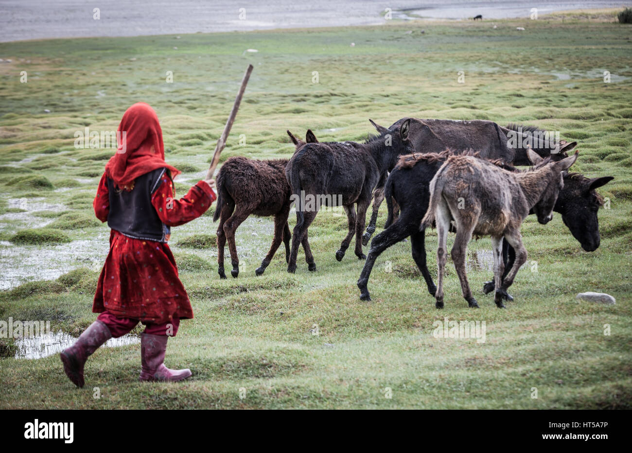 Afghanistan, Wakhan corridor, herder with donkeys and horses on the ...