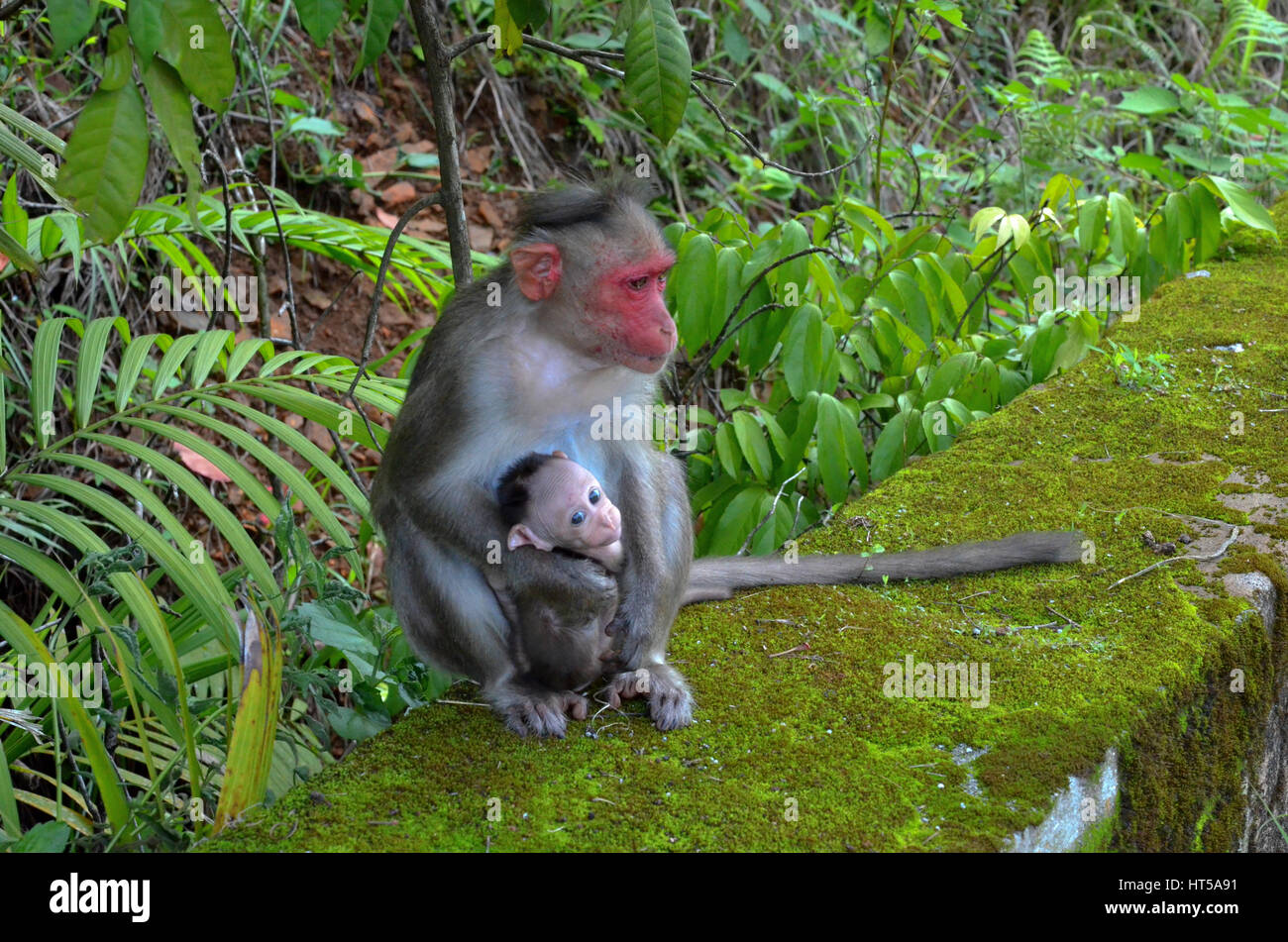 Monkey in the forest Stock Photo - Alamy
