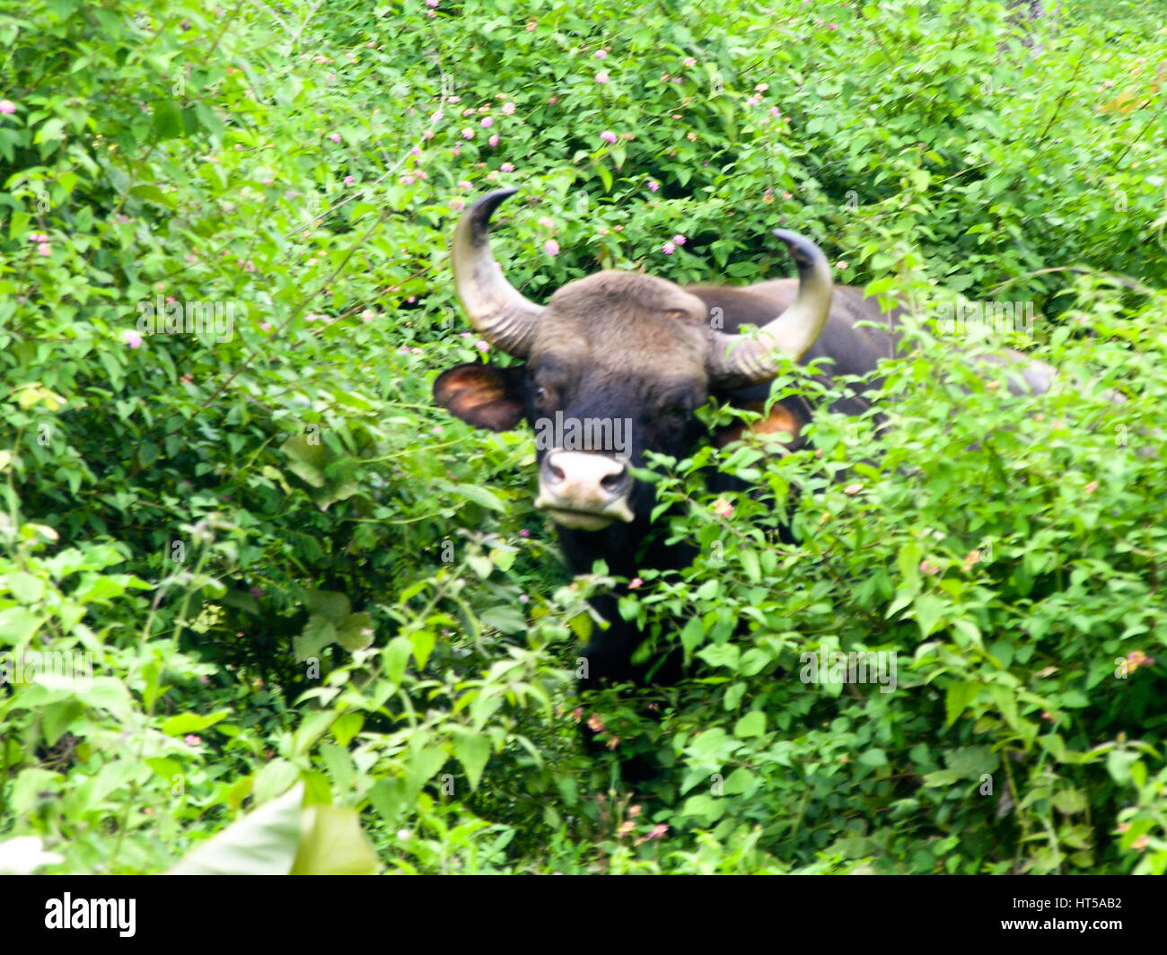 Reserve forest karnataka hi-res stock photography and images - Alamy