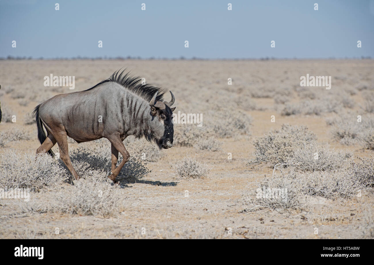 African wildebeest hi-res stock photography and images - Alamy