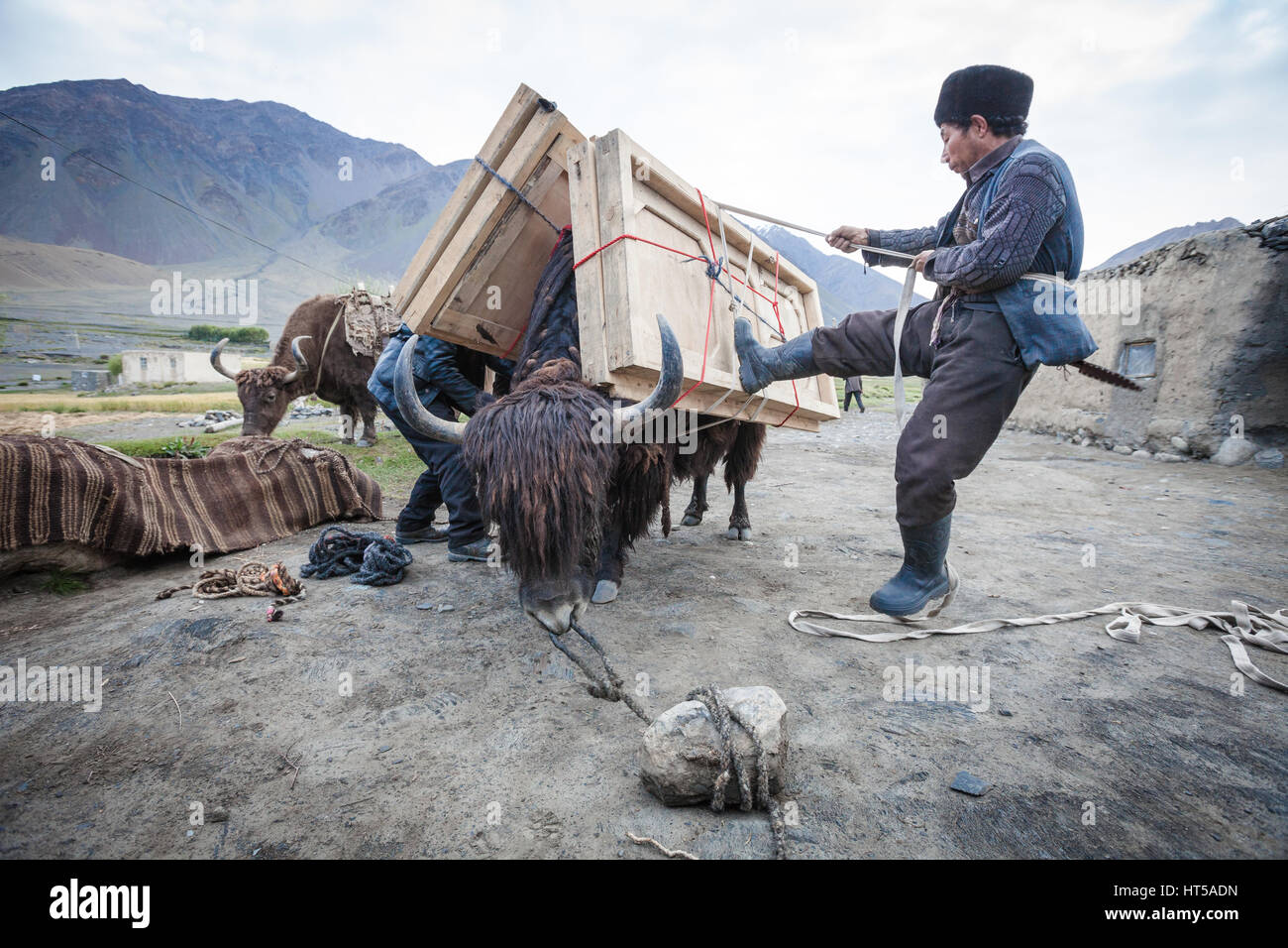 Afghanistan Wakhan Corridor Farmers With Yak Carrying Goods Stock