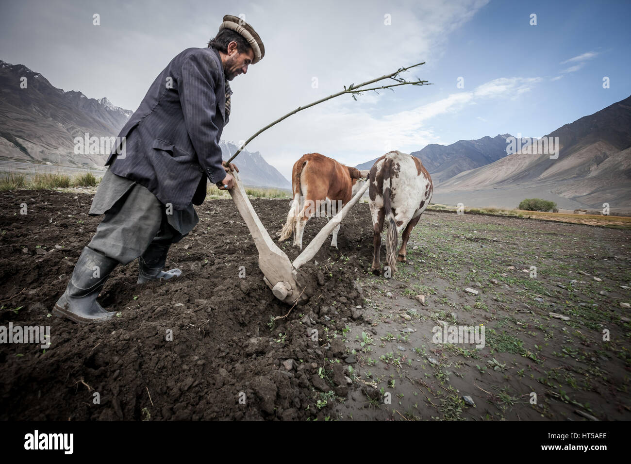 Afghanistan, Wakhan corridor, farmer plows with wooden plown and cow ...