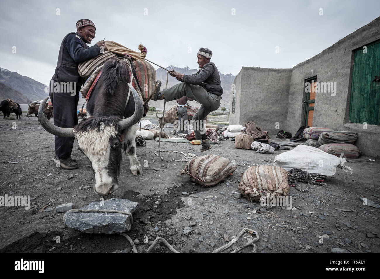 Afghanistan,Wakhan corridor, yak caravan in yard, carrying out yak ...