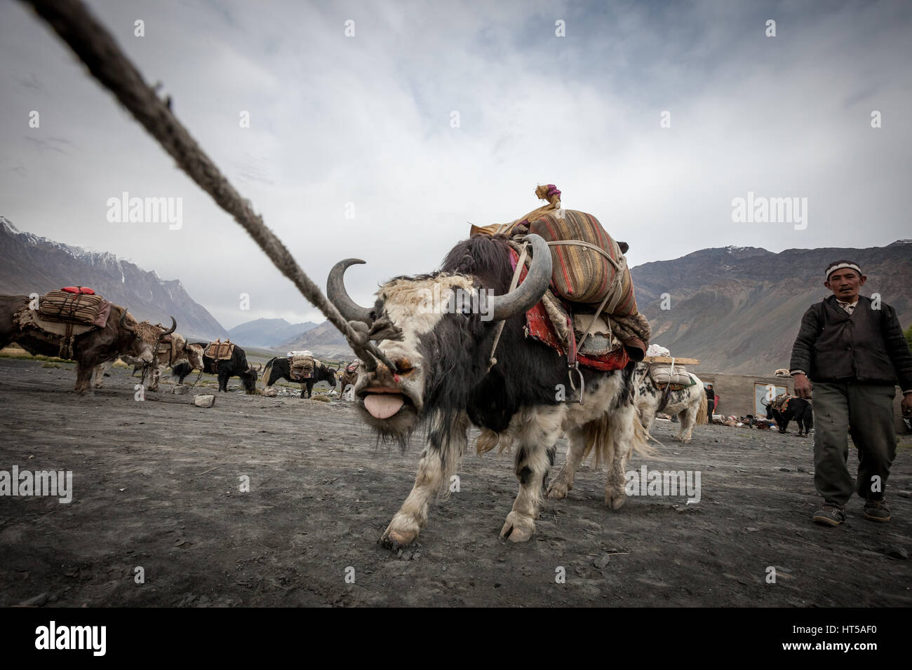 Afghanistan, Wahkan corridor, yak caravan in valley, focus on yak ...
