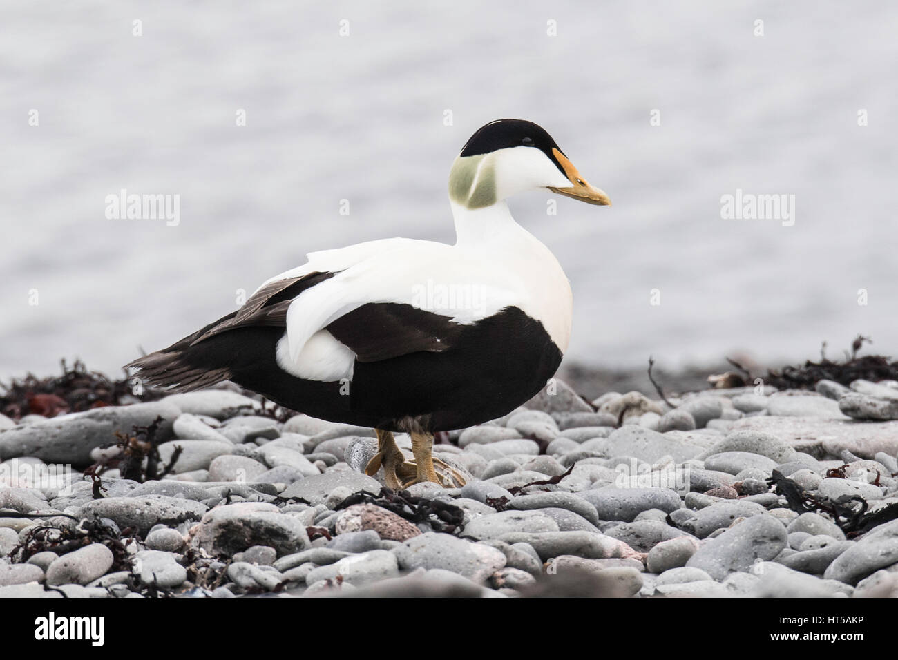 Common eider duck hi-res stock photography and images - Alamy