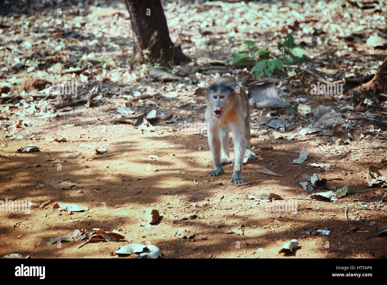 Wild monkey in the jungle of India Stock Photo - Alamy