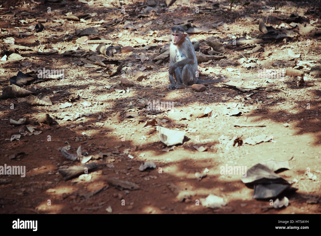 Wild monkey in the jungle of India Stock Photo - Alamy