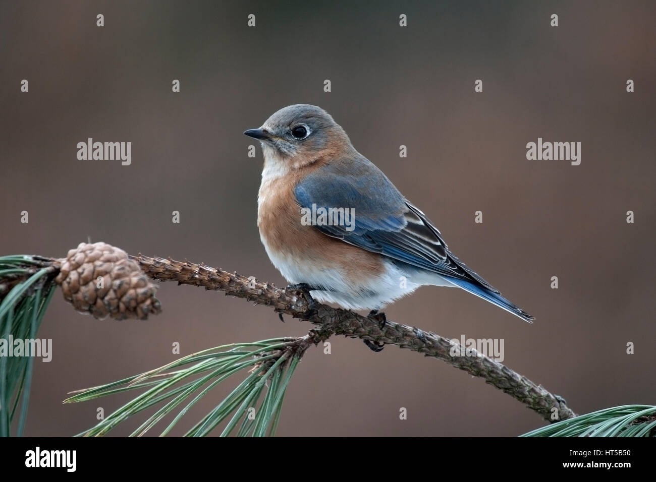 Fluffy bluebird hi-res stock photography and images - Alamy