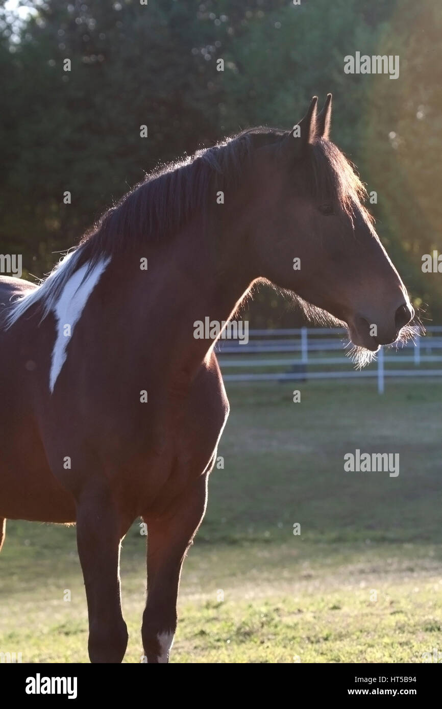Backlit bay pinto horse Stock Photo - Alamy