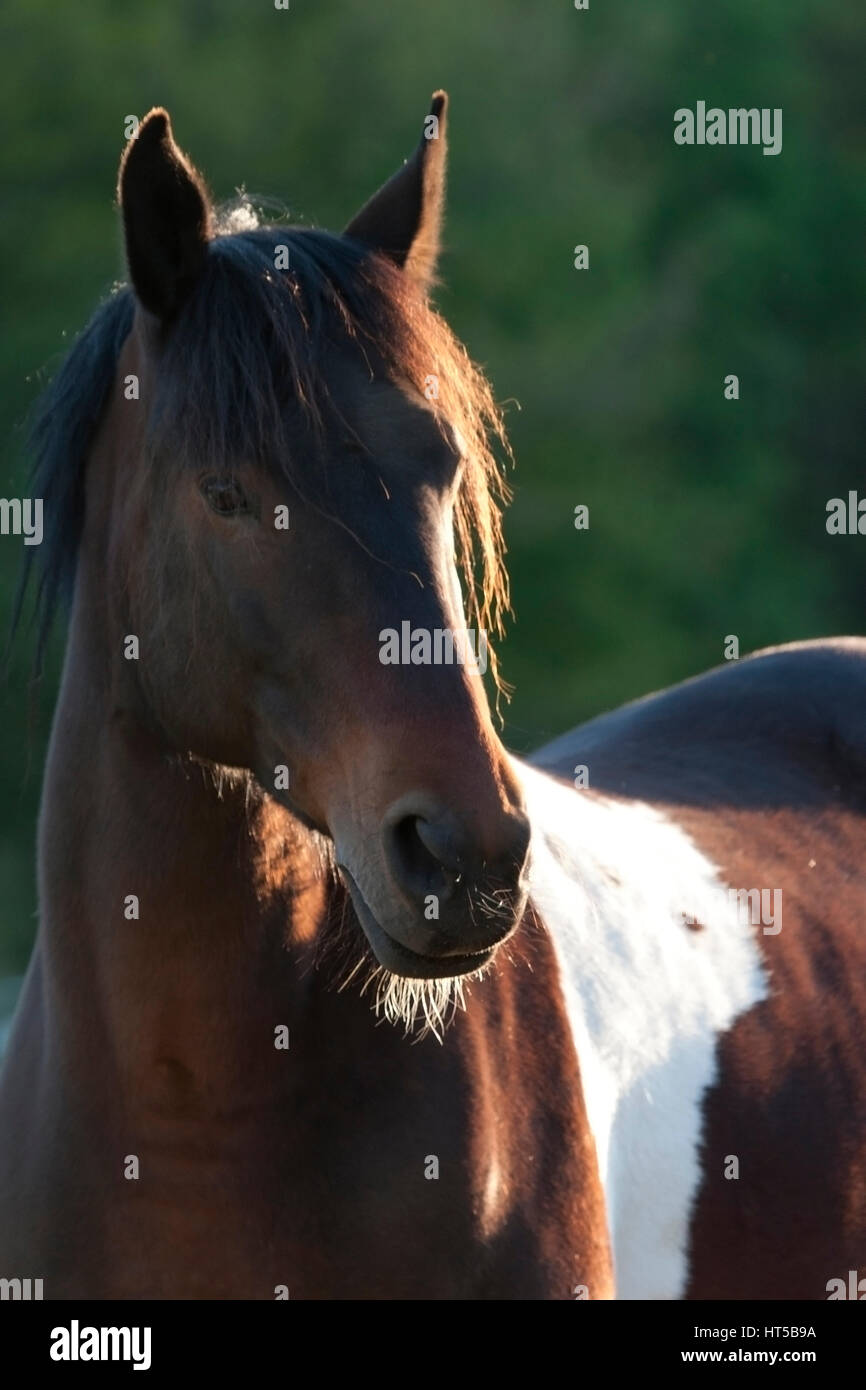Bay pinto horse hi-res stock photography and images - Alamy