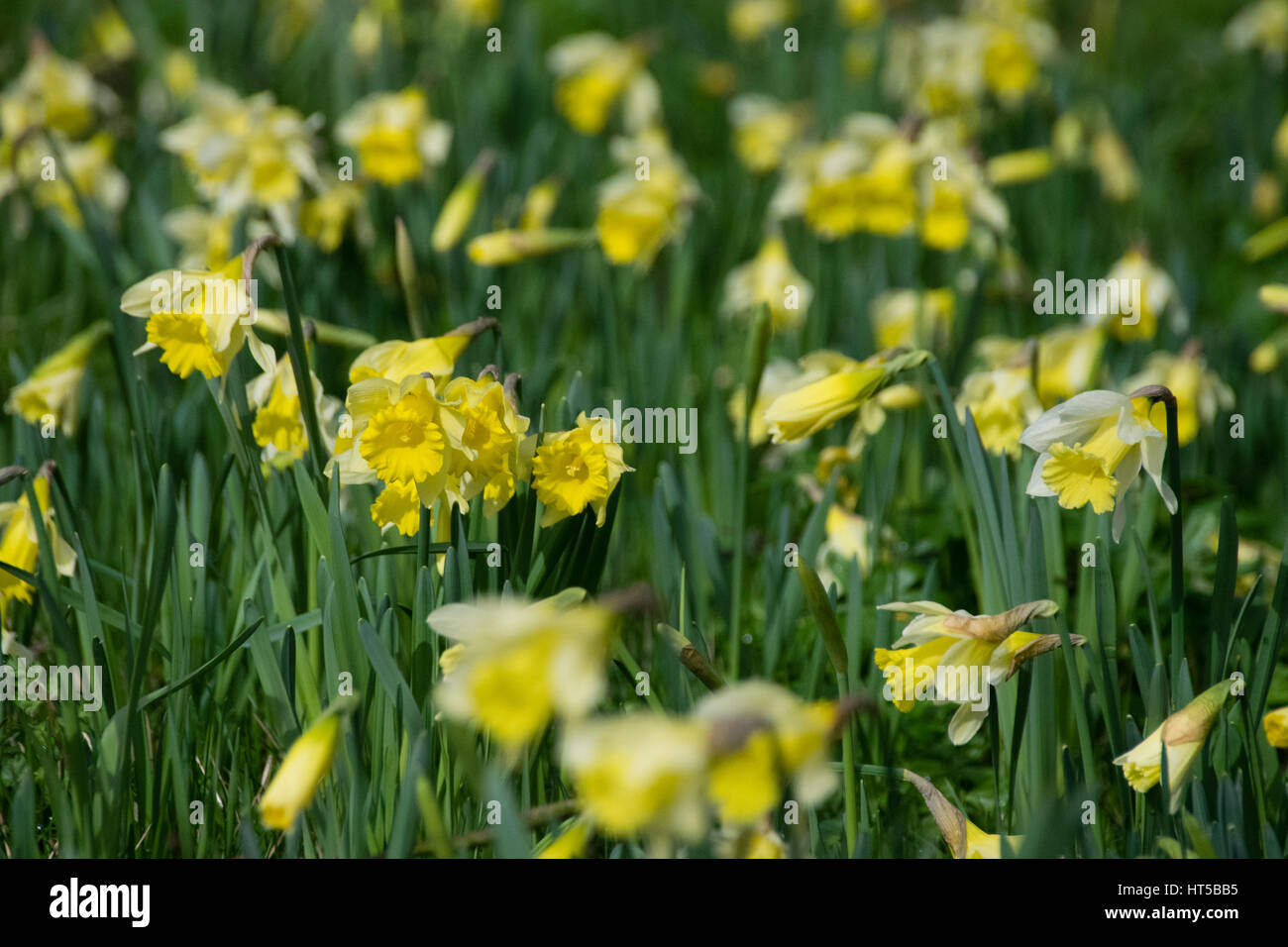 A field of spring daffodils Stock Photo - Alamy