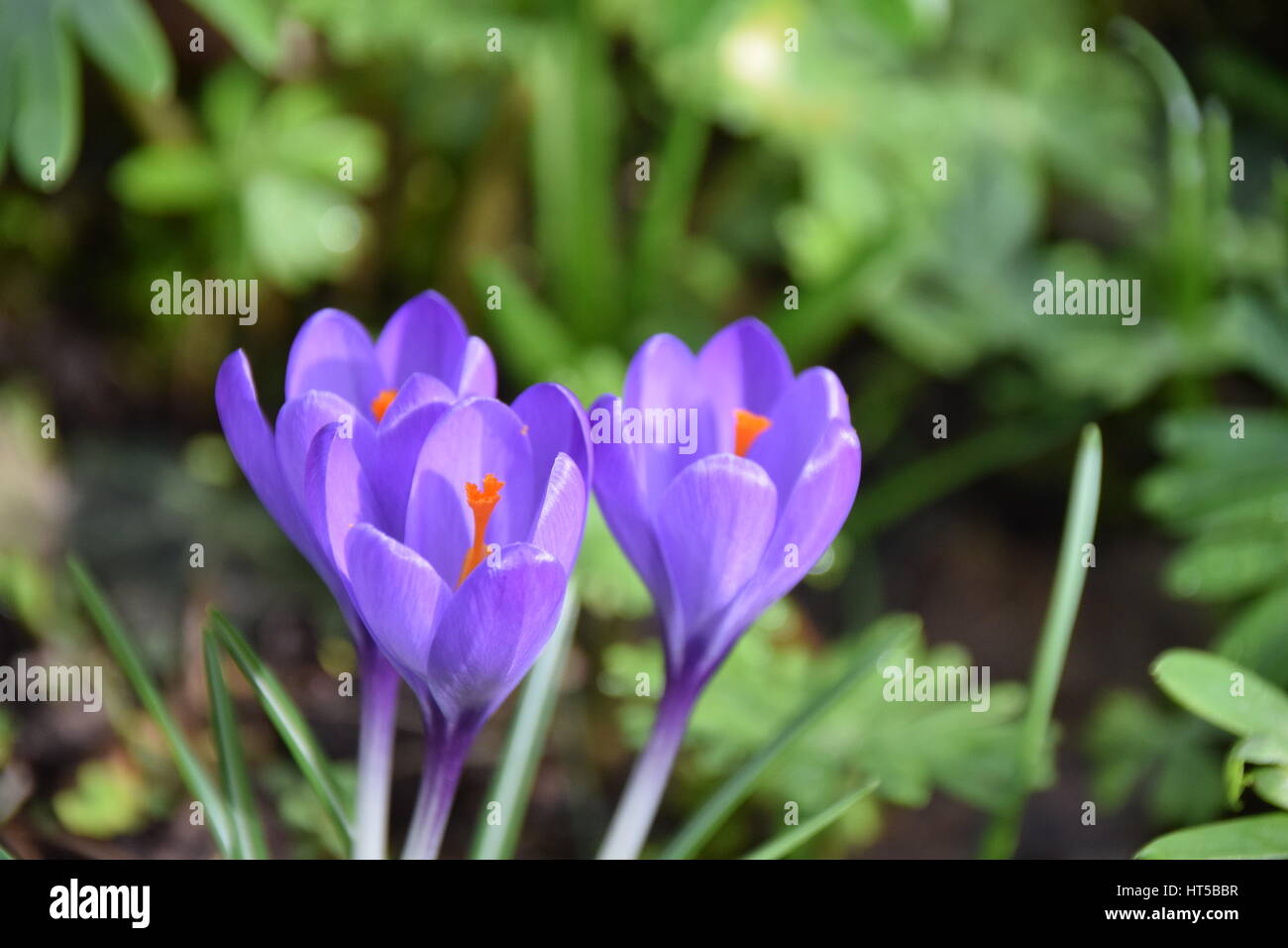 Purple spring crocus blooming in early spring Stock Photo - Alamy