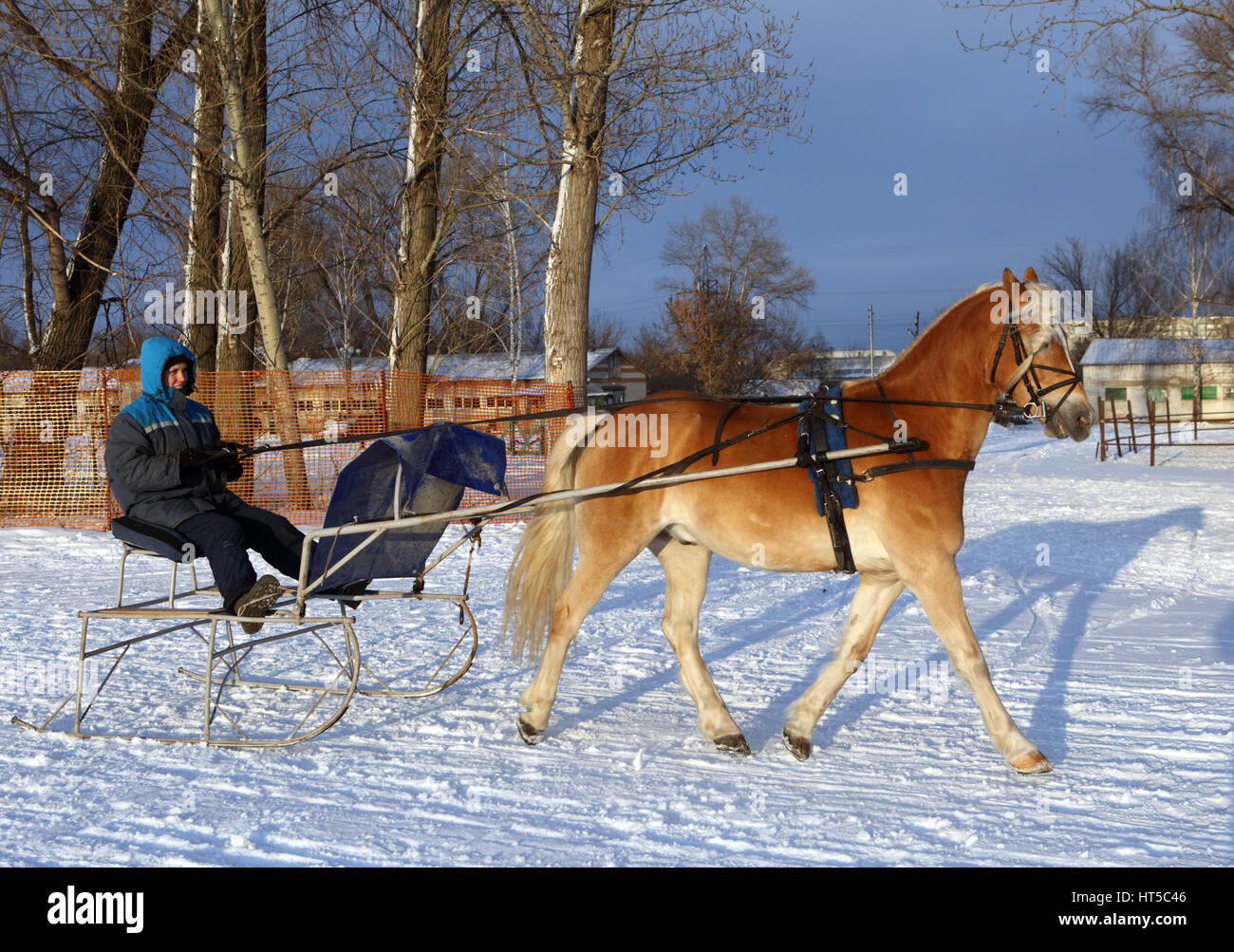 Sleigh race for Haflinger carriage horse drawn Stock Photo - Alamy
