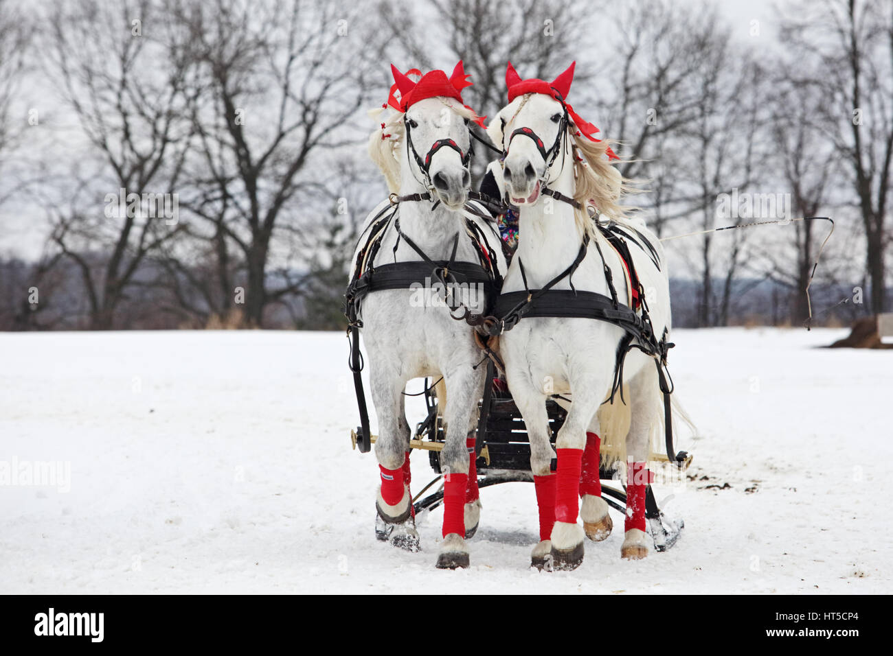 Coachman pair white horse carriage ride at a street Stock Photo - Alamy