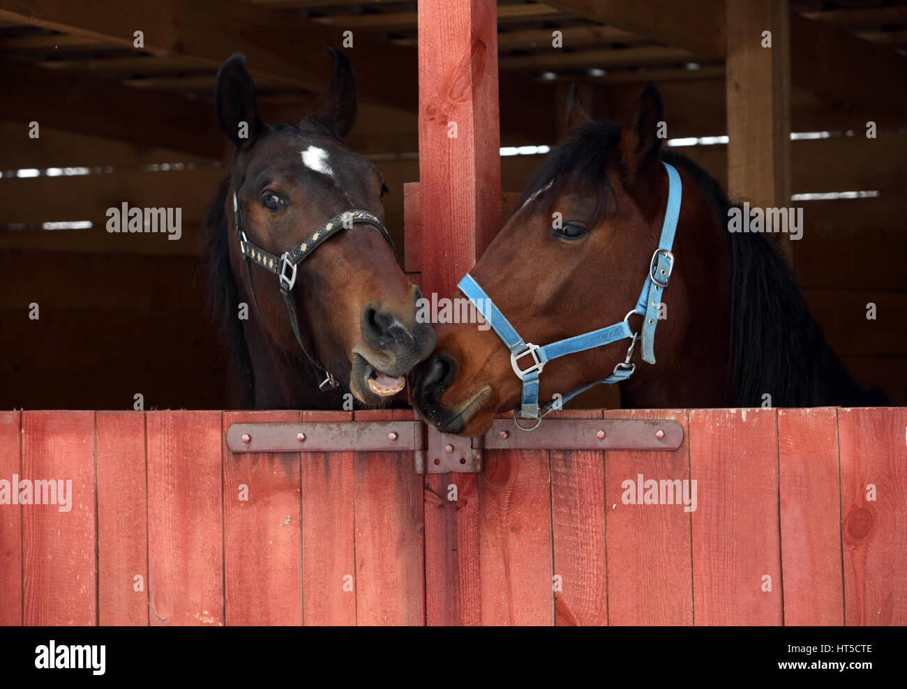 Pair of racehorses play in the stables wooden Stock Photo - Alamy