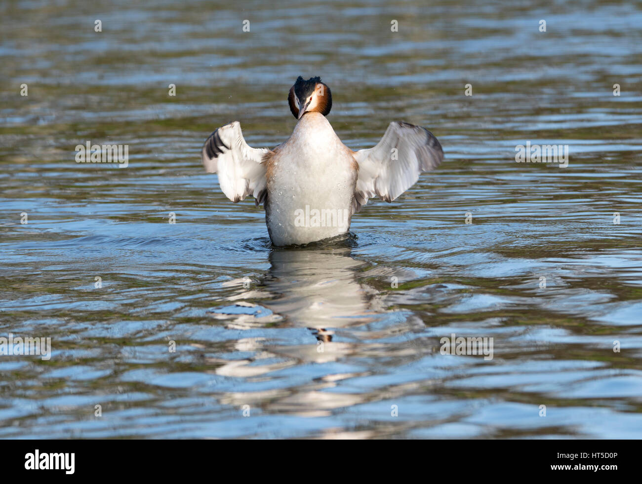 Bird Wing Display High Resolution Stock Photography and Images - Alamy