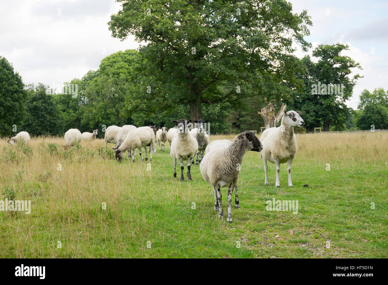 Sheep in a field in English countryside Stock Photo - Alamy
