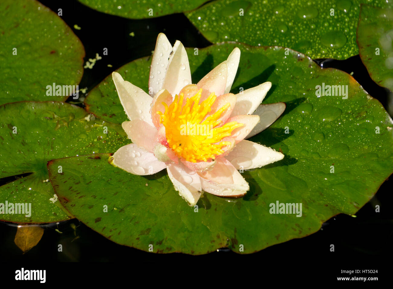 Water lily open in an English garden pond Stock Photo - Alamy