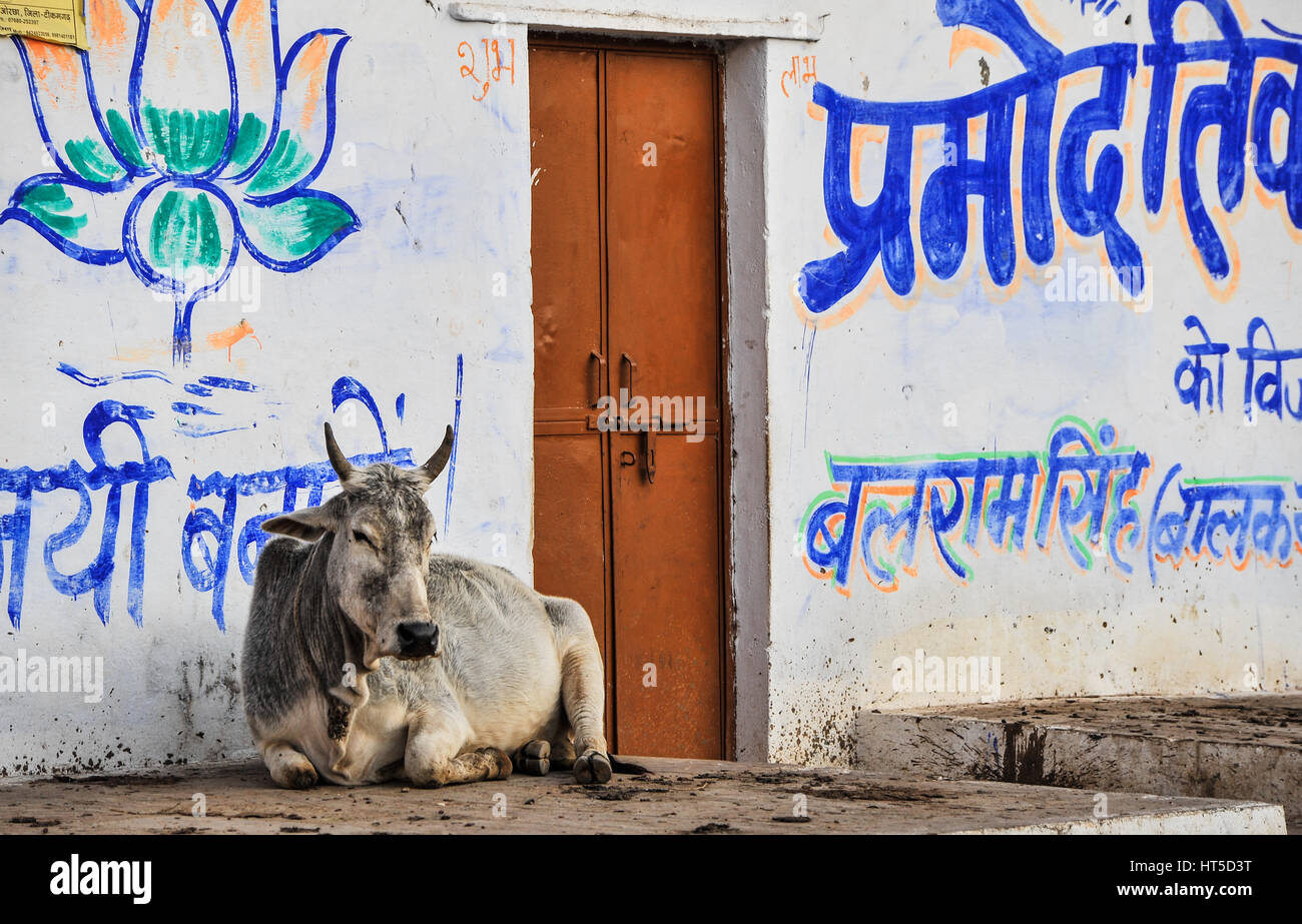 A cow sits against a wall daubed in the BJP lotus symbol, India Stock ...