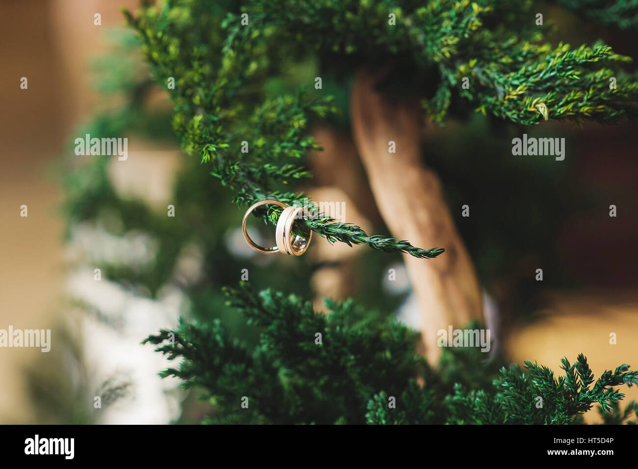 Beautiful wedding rings on a green tree branch Stock Photo - Alamy