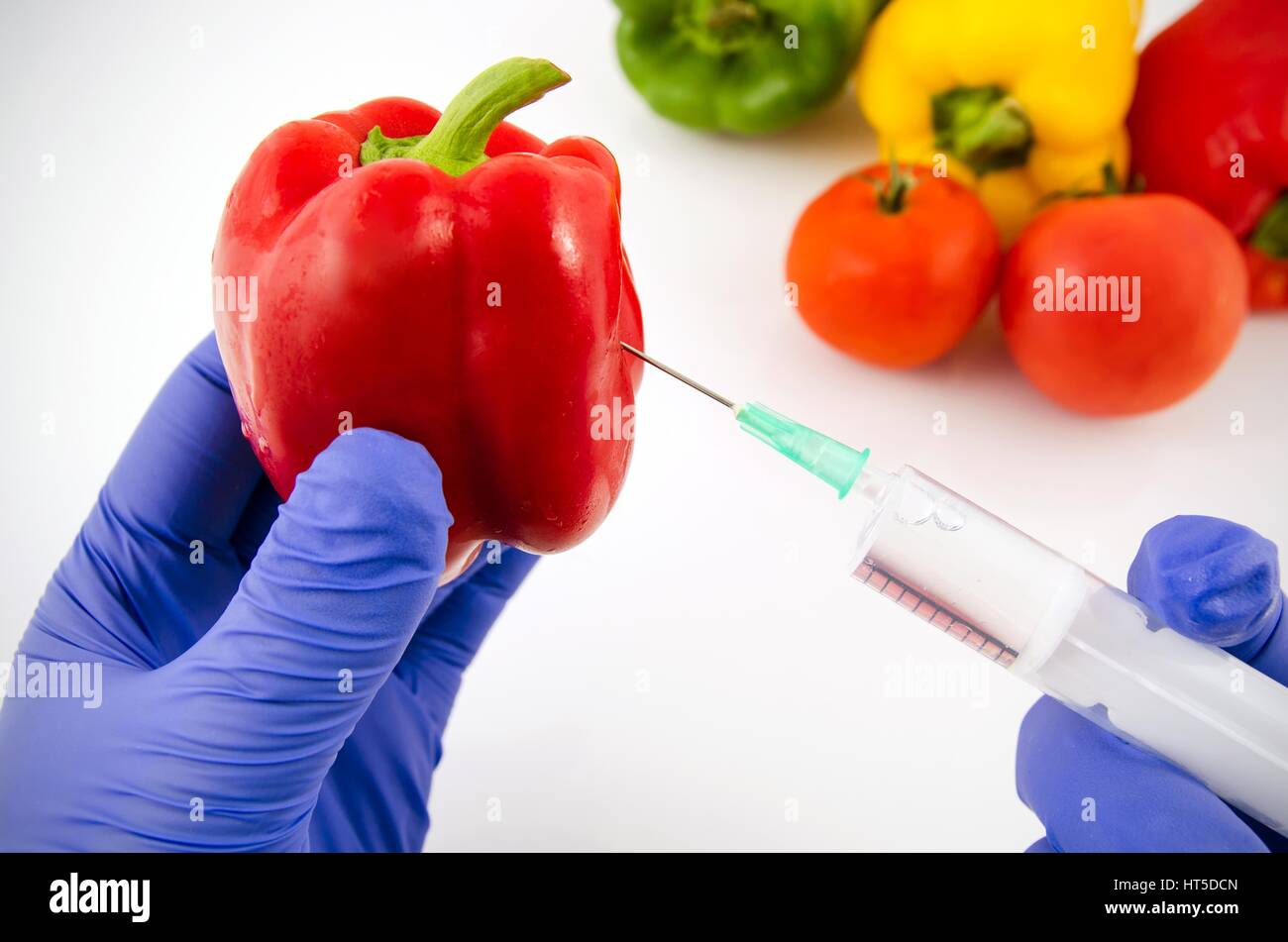 Man with gloves working with pepper in genetic engineering laboratory ...