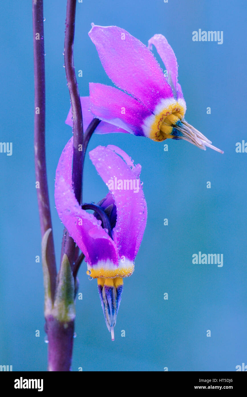 Shooting star flower hi-res stock photography and images - Alamy