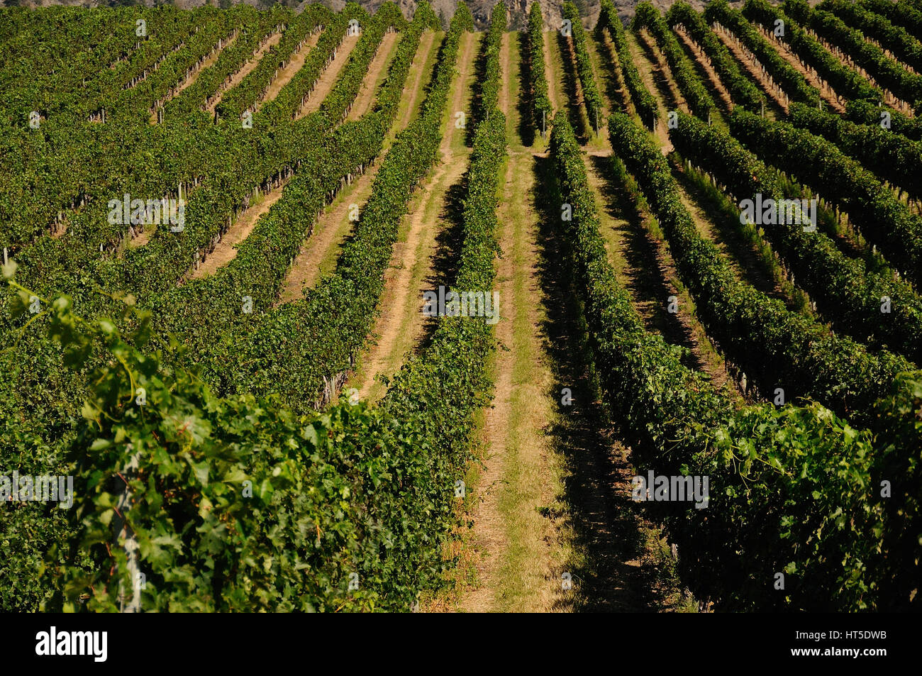 rows of grapes in vineyard Stock Photo - Alamy