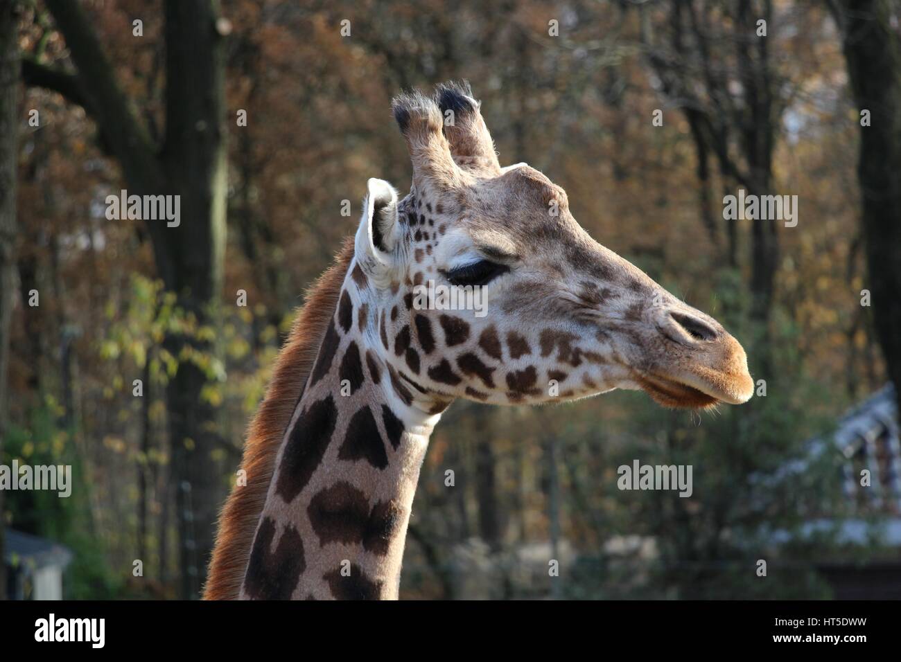 Zvire High Resolution Stock Photography and Images - Alamy